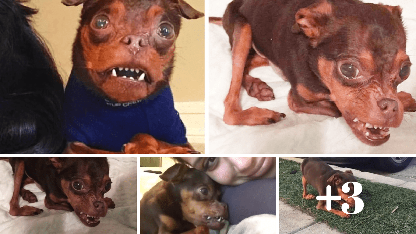 BEAUTY BEYOND APPEARANCE: THE INSPIRING STORY OF A DEFORMED DOG ...