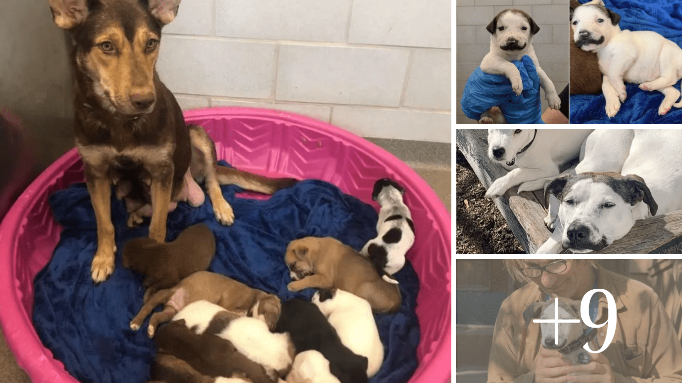 People Are Obsessed With The Mustache Puppy Aptly Named Salvador Dolly ...
