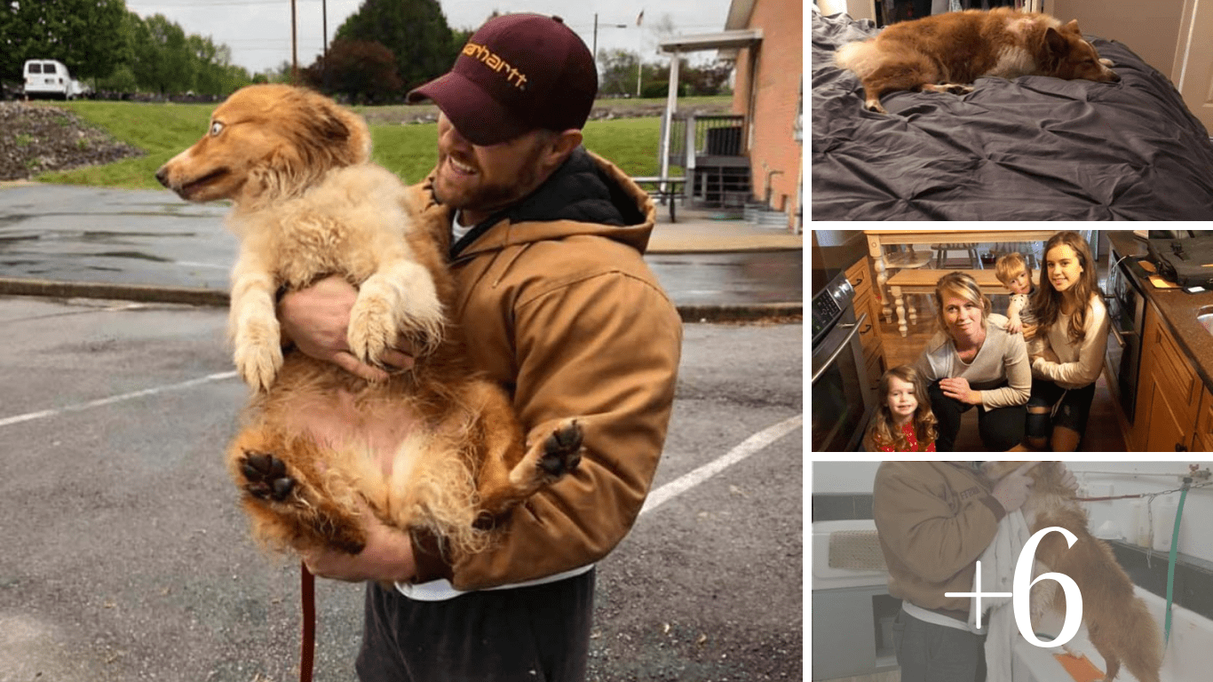Dog Is Finally Reunited With Her Family After Being Missed For Months ...