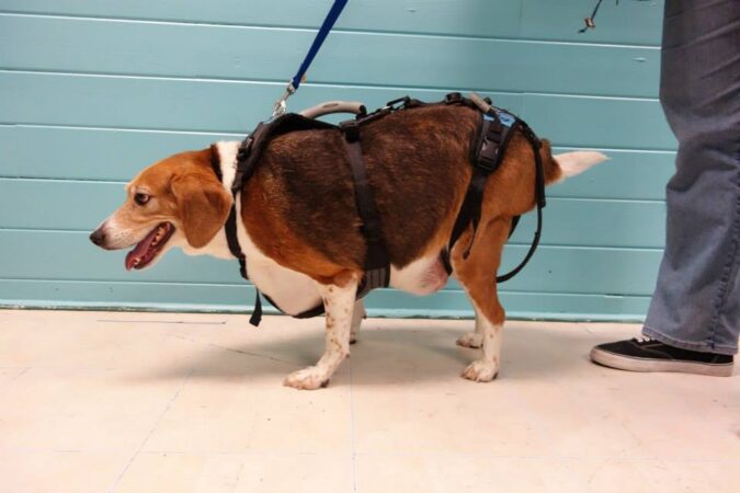 Overweight Beagle gets help shedding the pounds from kind hearted ...
