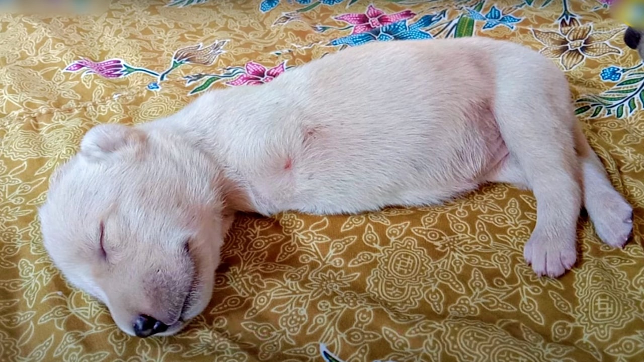A miraculous rescue: a stray puppy with deformed legs finds a new home ...