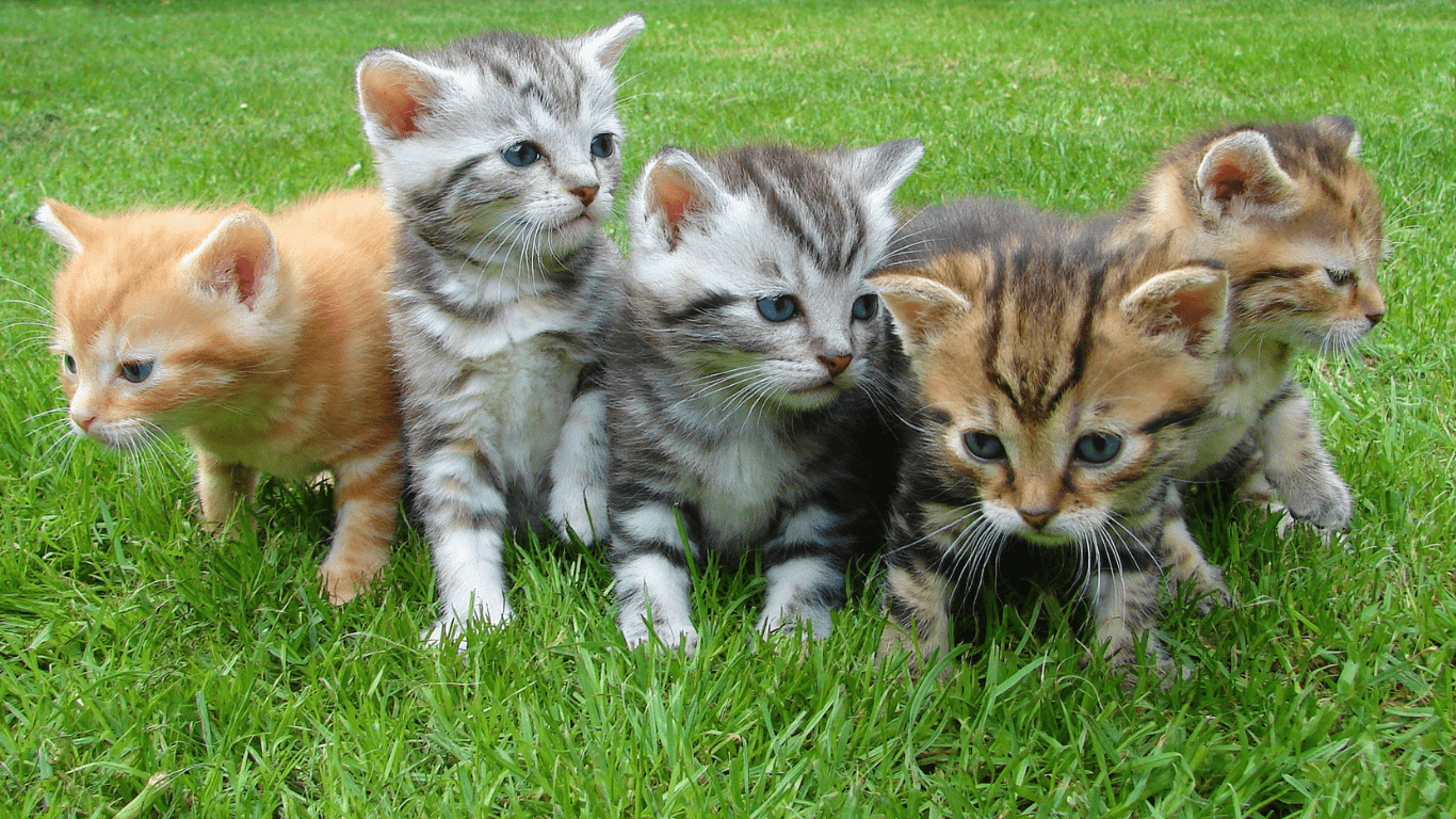 Beginner’s Cat Care Guide: How to Raise Your Cat the Right Way - Catcuss